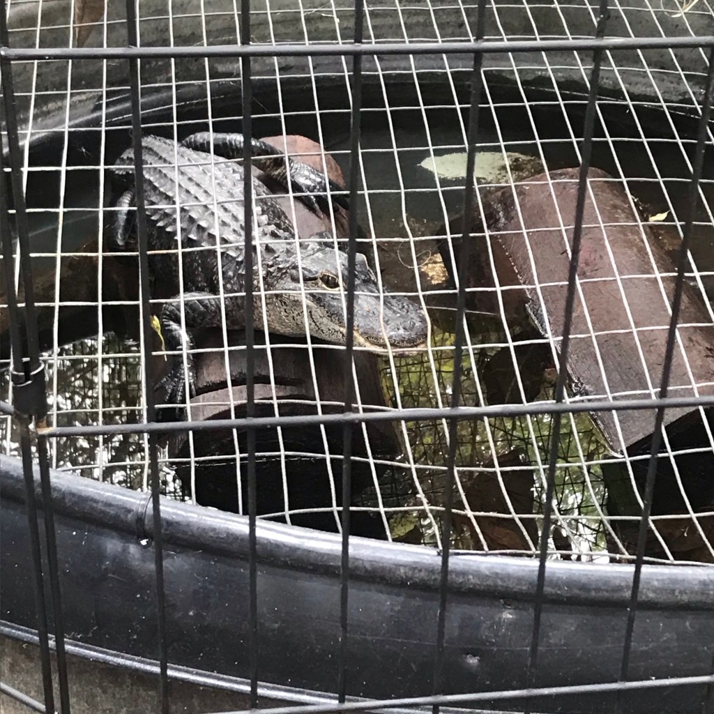 Safari Edventure – Homestead, FL – BlackSheep.blog