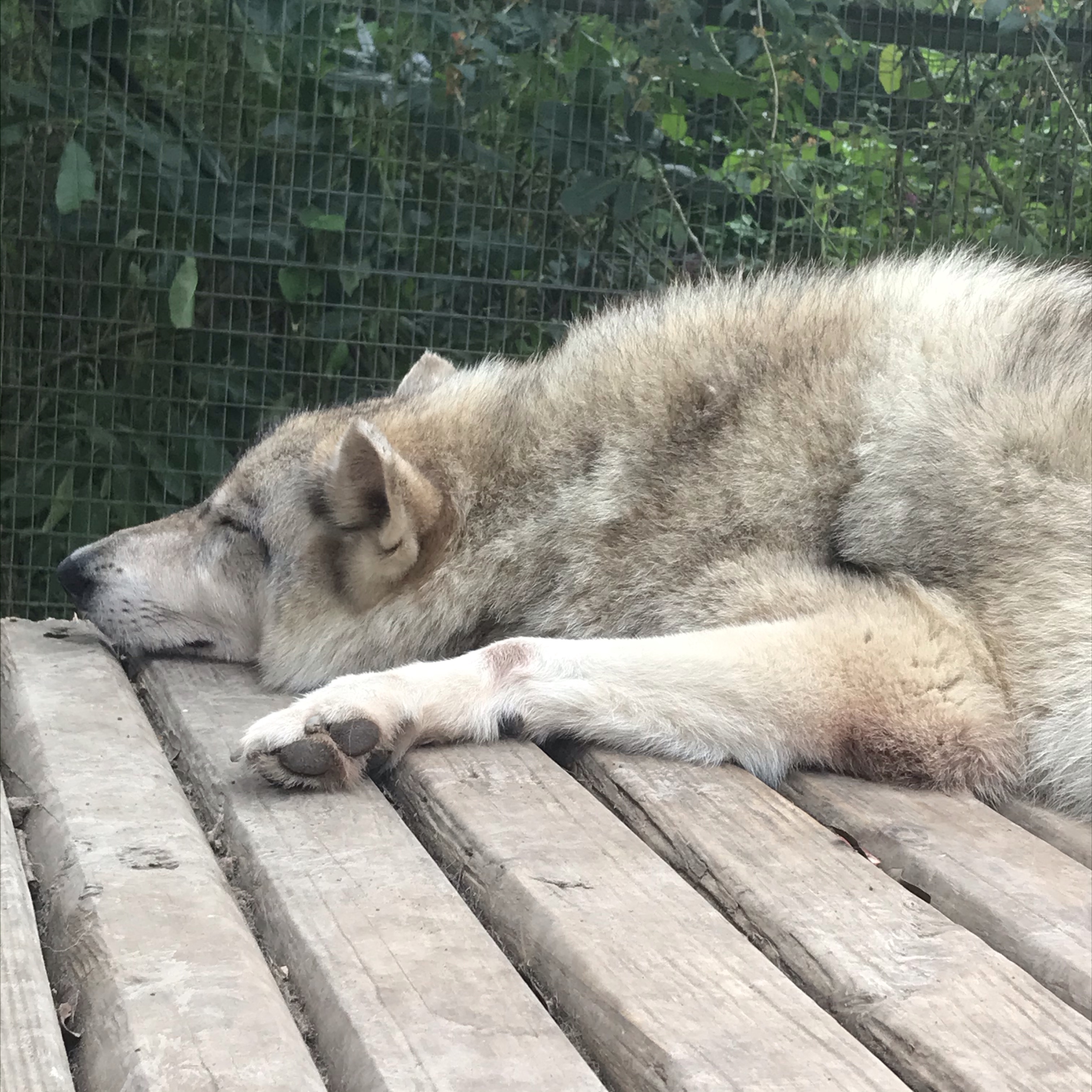 Safari Edventure – Homestead, FL – BlackSheep.blog