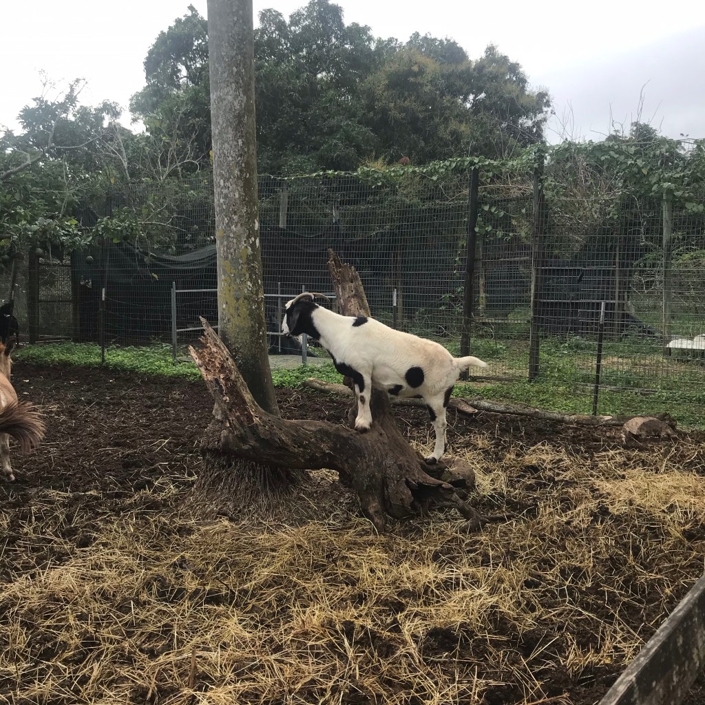 Safari Edventure – Homestead, FL – BlackSheep.blog